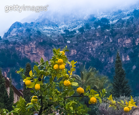 Lemon tree in Deia a beautiful village in a remote valley in the Serra ...