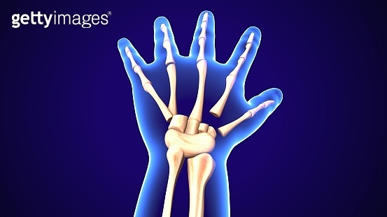 3d illustration of baby hand bones anatomy 이미지 (1042751096) - 게티이미지뱅크