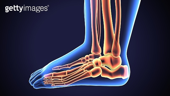 3d illustration of Human baby Skeleton Tibia Fibula Bones (1041936476 ...