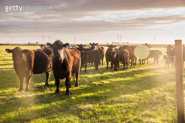 Beef Cattle Open Range on Large Ranch 이미지 (936361052) - 게티이미지뱅크