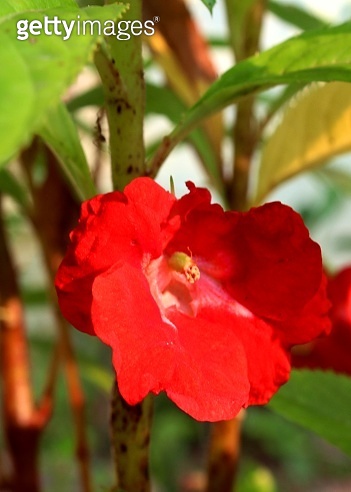 close-up, macro view of small red color balsam flowers seen in a home ...