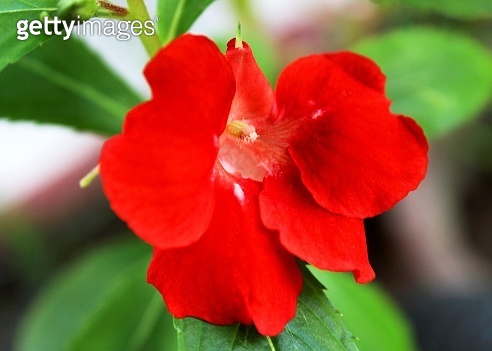 close up view of small red color balsam flower plant seen in a home ...