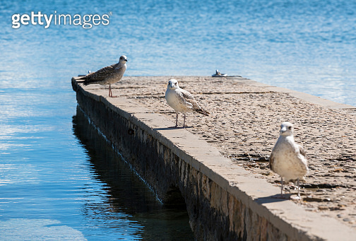 Birds (Seagulls) on a Pier Views of the Sea and Town of Port Pollenca ...