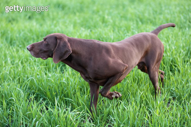 A muscular chocolate brown hound, German Shorthaired Pointer, a ...
