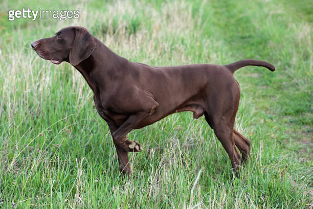 The brown hunting dog freezed in the pose smelling the wildfowl in the ...