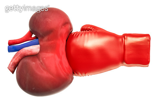 Pain in kidneys, chronic kidney disease concept. Kidney with boxing ...