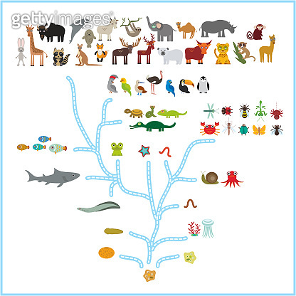 Evolution in biology, scheme evolution of animals isolated on white ...