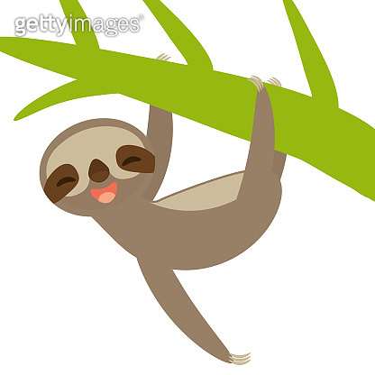 funny and cute smiling Three-toed sloth on green branch, isolated white ...