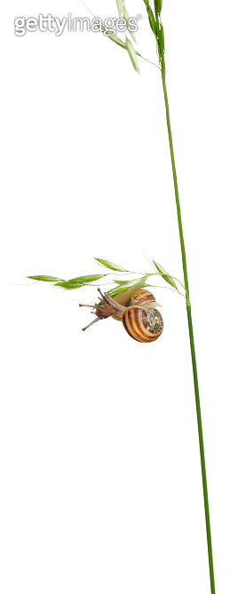 white garden snail or the sand hill snai or white Italian snail or the ...