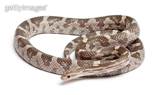 Lavender Corn Snake or Red Rat Snake, Pantherophis guttatus, in front ...