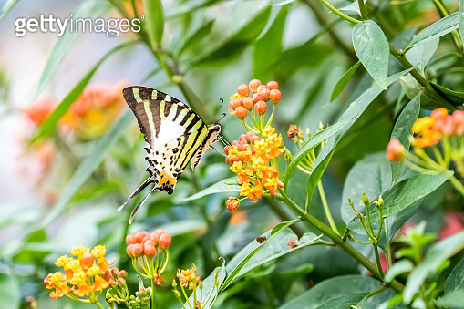 Five-bar Swordtail (Pathysa antiphates) eating on plant (956496690 ...