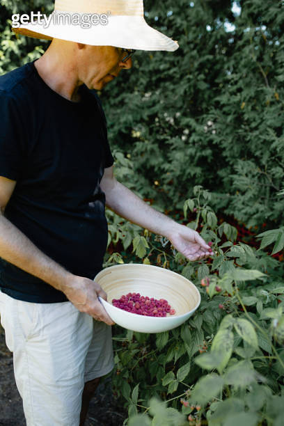 A mature man who is picking raspberries 이미지 (1005721084) - 게티이미지뱅크