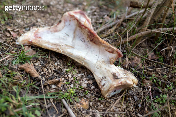 Smoked beef leg bone 이미지 (952786226) - 게티이미지뱅크