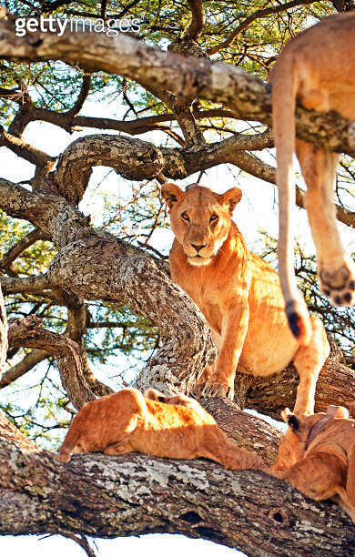 Lion around in a tree of the Serengeti National Park, Tanzania 이미지 ...