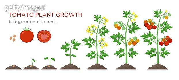 Tomato plant growth stages infographic elements in flat design ...