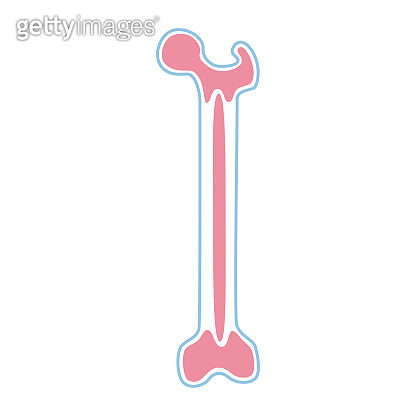 Vector illustration of bone marrow (1030071918) 일러스트, 무료 일러스트, 아이콘, 무료 ...