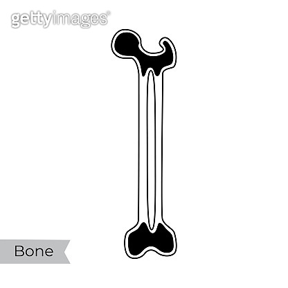 Vector illustration of bone marrow (1030071906) 일러스트, 무료 일러스트, 아이콘, 무료 ...