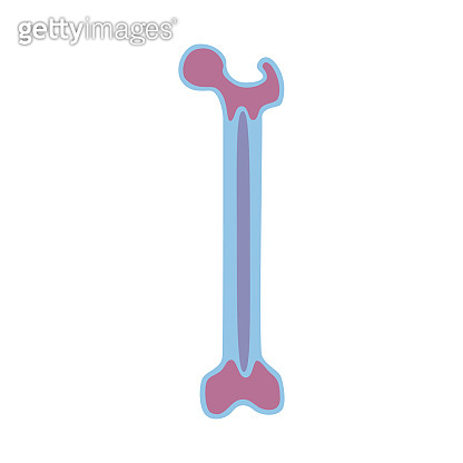 Vector illustration of bone marrow (1030071924) 일러스트, 무료 일러스트, 아이콘, 무료 ...