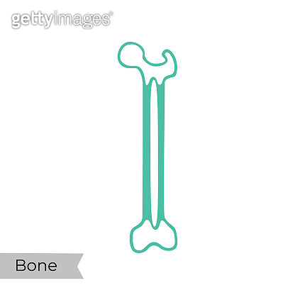 Vector illustration of bone marrow (1030071912) 일러스트, 무료 일러스트, 아이콘, 무료 ...