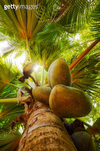Edemic species coconut named " Coco De Mer " ( Lodoicea , sea coconut ...