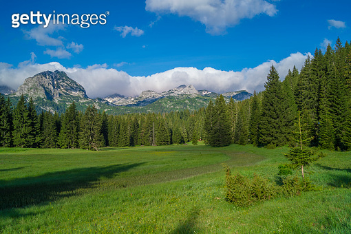 green, spring meadows in Durmitor national park, Montenegro (904043942 ...