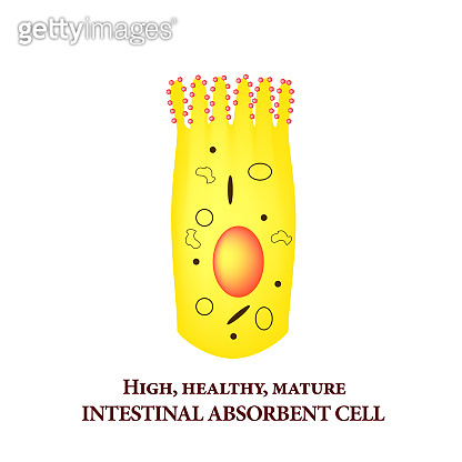 Structure of the enterocyte. absorptive cells intestine. Infographics ...