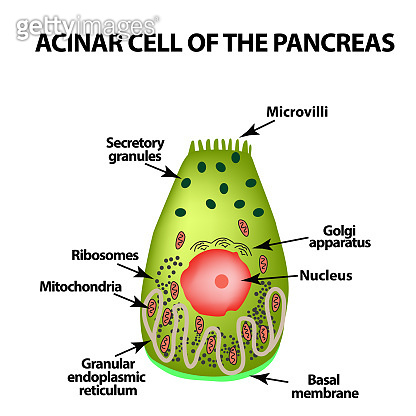 Acinar cell of the pancreas. Acinus. Infographics. Vector illustration ...