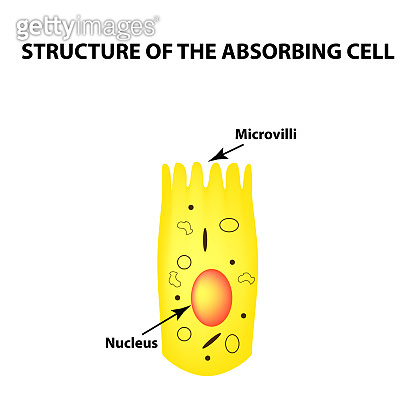Structure of the enterocyte. absorptive cells intestine. Infographics ...