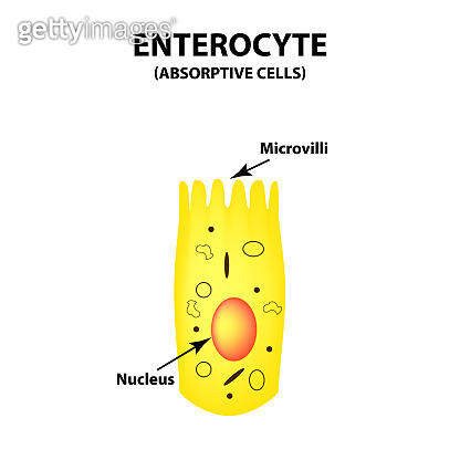 Structure of the enterocyte. absorptive cells intestine. Infographics ...