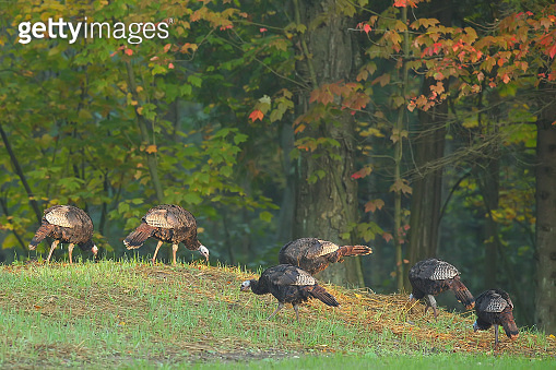Wild Turkey (Meleagris gallopavo) Large game bird. Native American bird ...