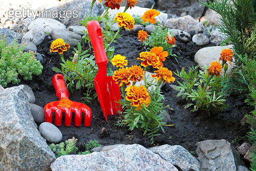 Red plastic rakes and shovels, spring works on the ground, loosening ...