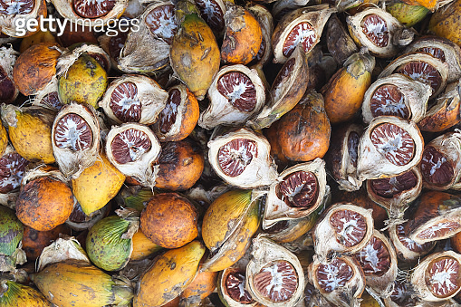 The areca nut is the seed of the areca palm (Areca catechu), which ...