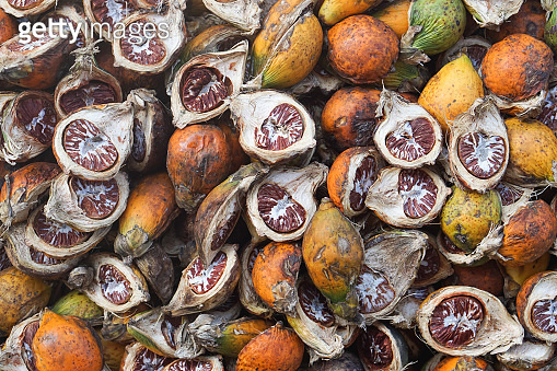 The areca nut is the seed of the areca palm (Areca catechu), which ...