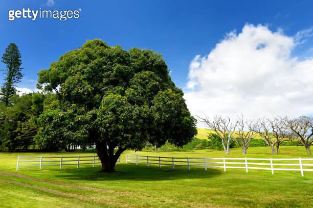 Giant mango tree near white fence. Beautiful landscape of south side of ...