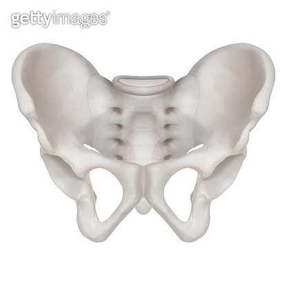 Anterior view of Human pelvis bone- Healthcare-Human Anatomy and ...