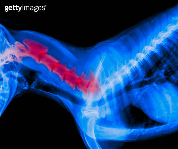 X-ray film of dog lateral view with red highlight in neck bone pain ...