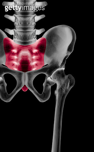 X-ray of lower half length human skeleton anterior view red highlight ...