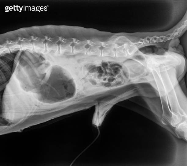 x-ray film of dog lateral view closed up in thorax standard and abdomen ...