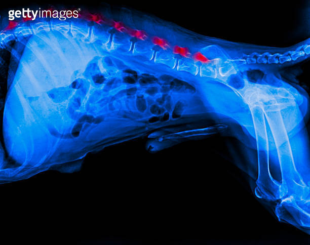 X-ray film of dog lateral view with red highlight in intervertebral ...