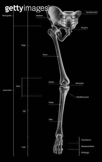 Infographic diagram of human skeleton lower limb anatomy bone system or ...