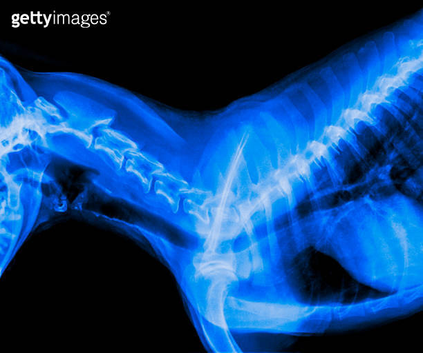 X-ray film of dog lateral view closed up in neck bone pain areas or ...