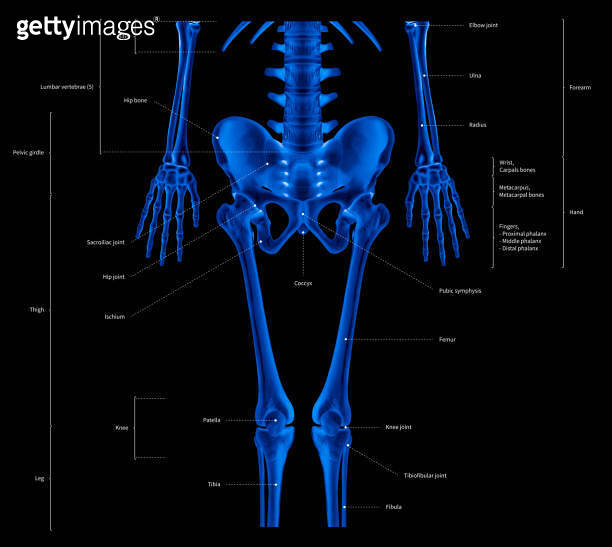 Infographic diagram of lower half human skeleton anatomy system ...