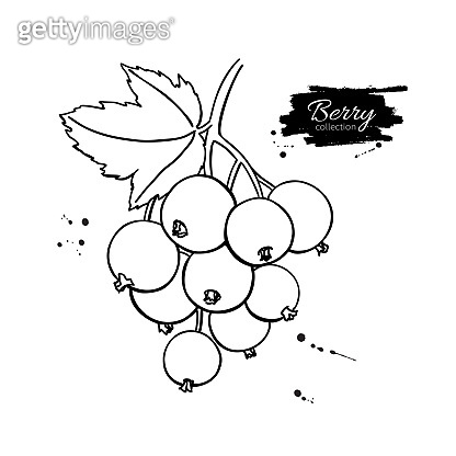 Black or red currant vector drawing. Isolated berry branch sketch on ...