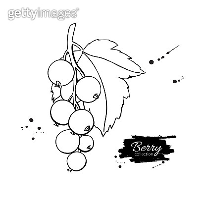 Black or red currant vector drawing. Isolated berry branch sketch on ...
