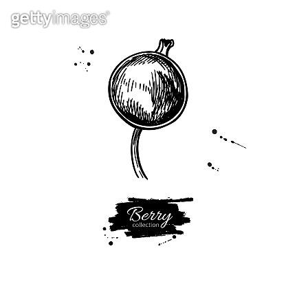 Black currant vector drawing. Isolated berry branch sketch on white ...