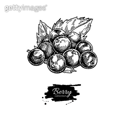 Black currant vector drawing. Isolated berry branch sketch on white ...