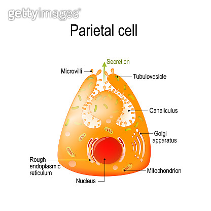 Structure of a parietal (oxyntic or delomorphous) cell (956891424) 일러스트 ...