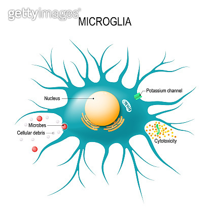Anatomy of a microglial cell (1030458648) 일러스트, 무료 일러스트 - 게티이미지뱅크