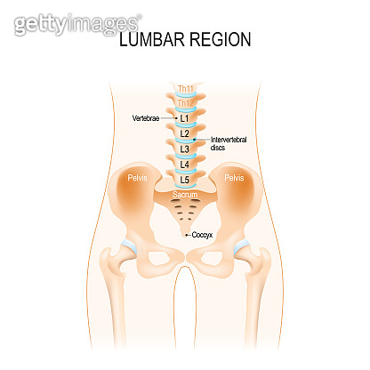 Lumbar region. Human anatomy. 이미지 (928088254) - 게티이미지뱅크