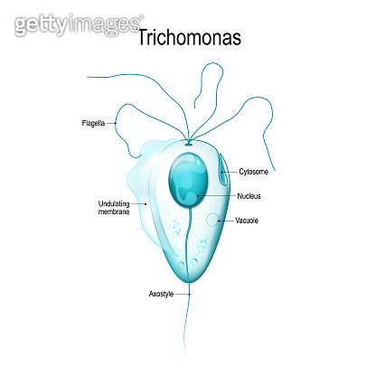 Structure of Trichomonas. 이미지 (1012505930) - 게티이미지뱅크